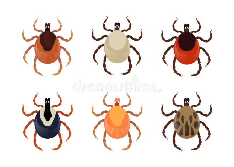 Six Different Types of Mites on a White Background Stock Illustration ...