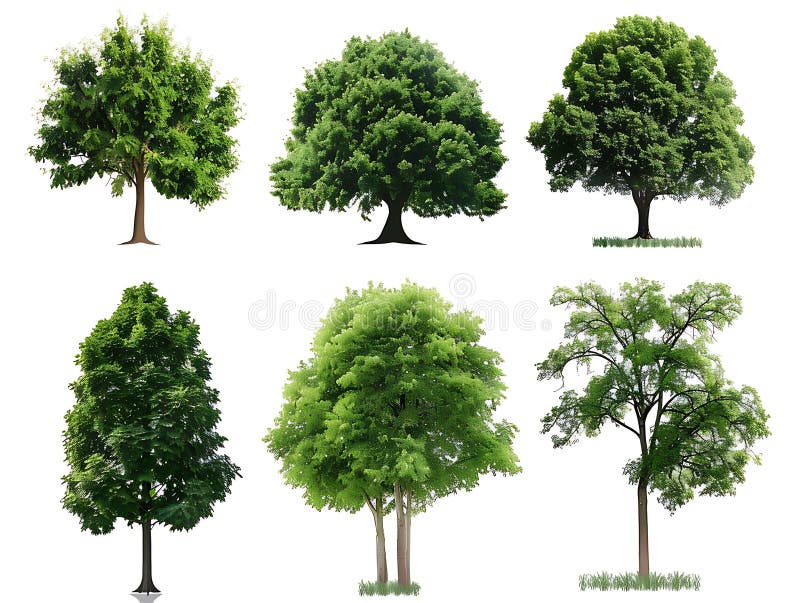 Six Distinct Tree Types with Lush Green Canopies are Displayed Against ...