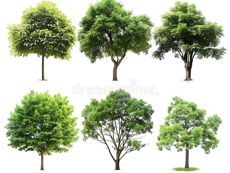Six Distinct Trees Displayed on a White Background. Each Tree Has a ...