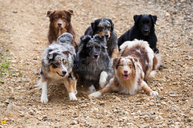 Six dogs stock photo. Image of aussies, shepherd, shepherds - 30731302