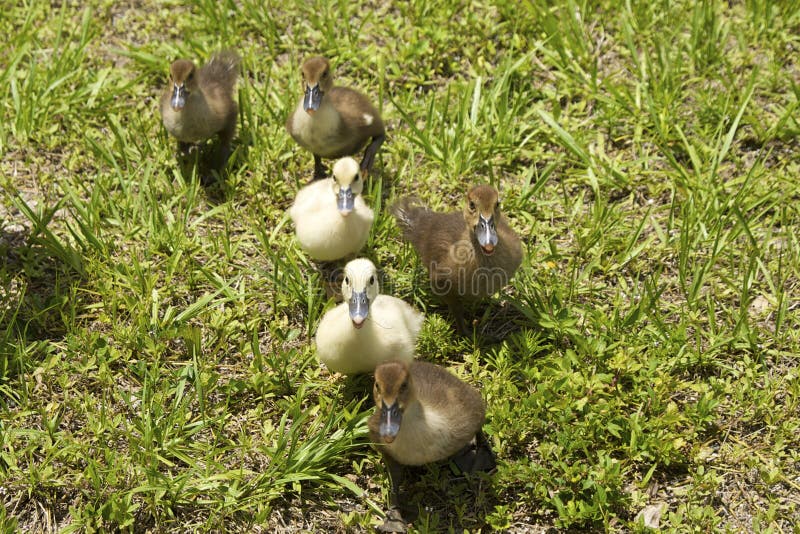 Six ducklings stock image. Image of walking, babies, family - 14360977