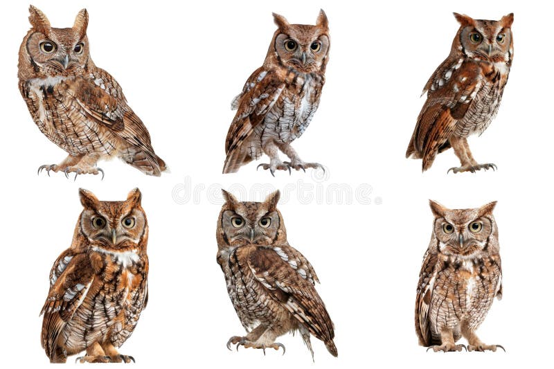 Six Eastern Screech Owls with Different Head Positions Stock Photo ...