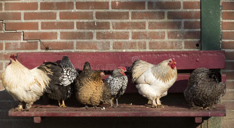 Farm Chickens in the Sun on a Sofa Stock Photo - Image of farming ...