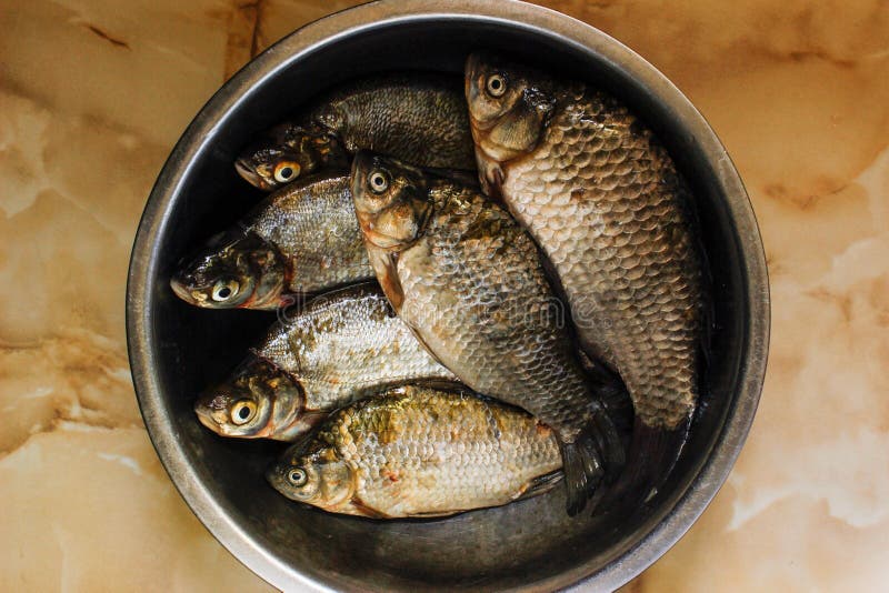 Six fresh raw fish stock photo. Image of bowl, animal - 97836416