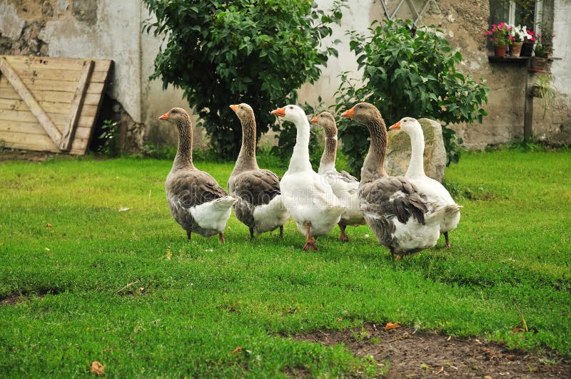 Six geese stock photo. Image of nsix, green, feather - 43098074