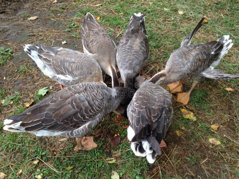 Six geese eating stock image. Image of gray, farm, outdoors - 68950701