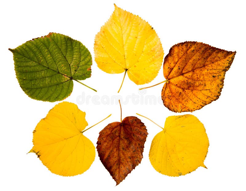 Six High Resolution Autumn Leaves of Lime Tree Stock Image - Image of ...