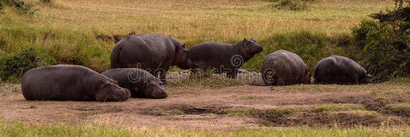 Six Hippos Lying and Standing on Savannah Stock Image - Image of mammal ...