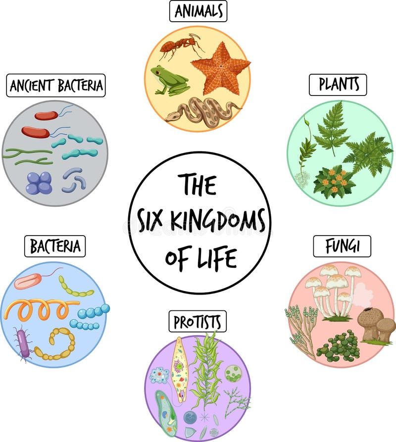 The six kingdoms of life stock vector. Illustration of animal - 243511502