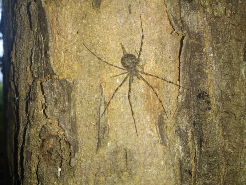 Six leged spider stock photo. Image of leged, branch - 192442536