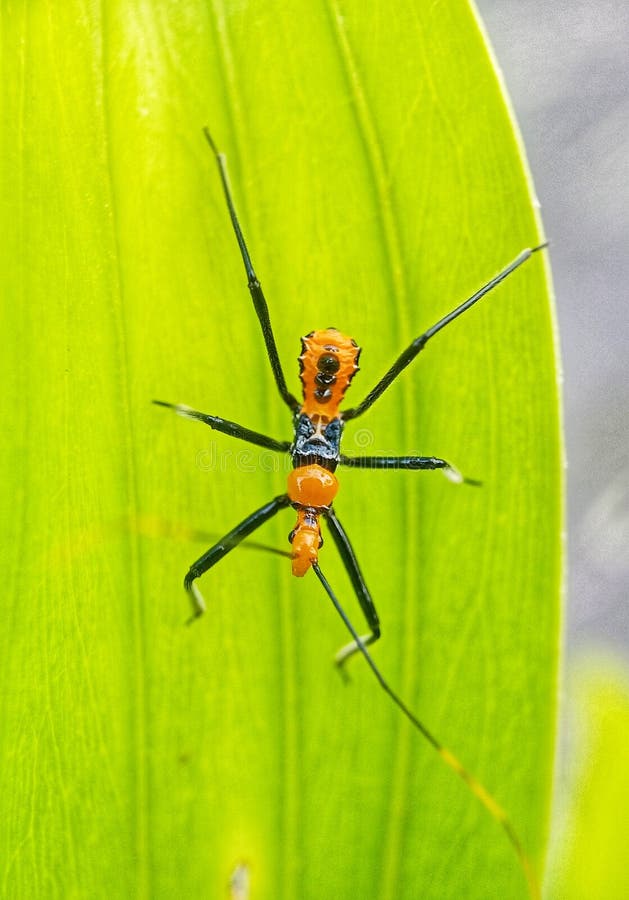 A Six-legged Insect on a Leaf Stock Photo - Image of yellow, spider ...