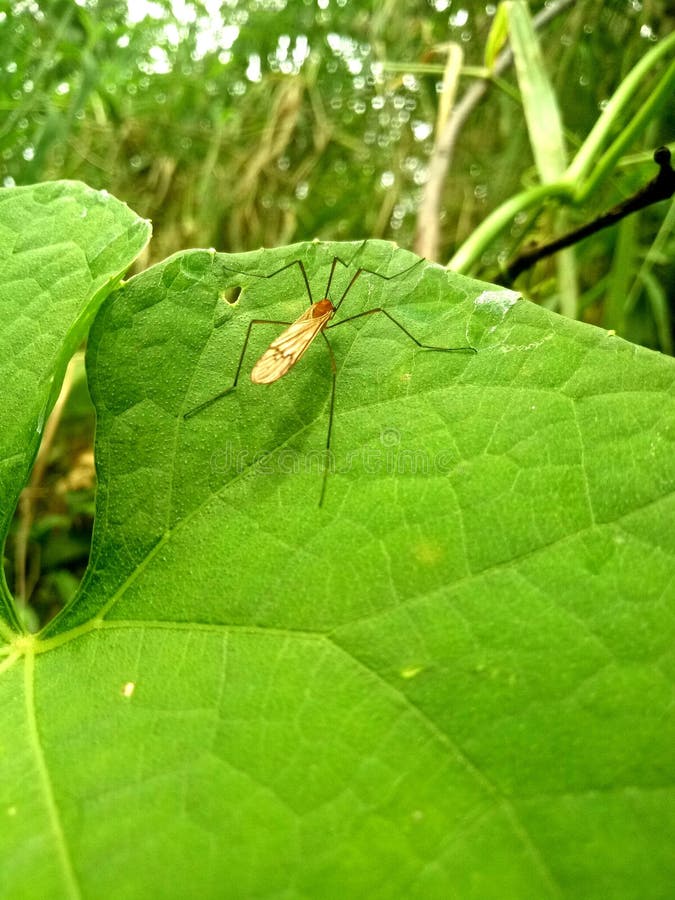 Six-legged Insect Standing on a Green Leaf Stock Image - Image of ...