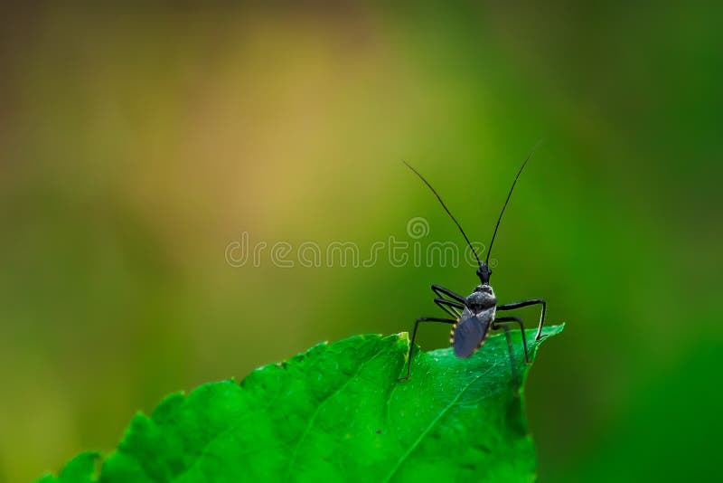 Six Legged Insects Stock Photos - Free & Royalty-Free Stock Photos from ...