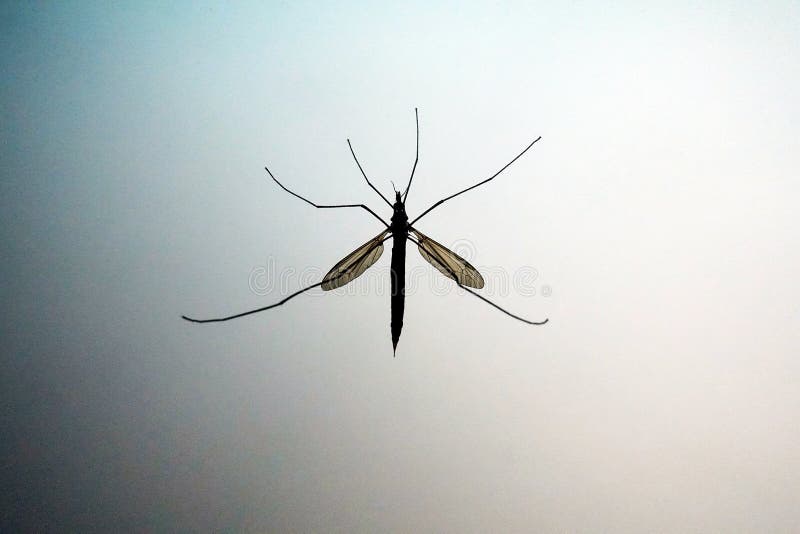 A six legged thin bug. stock photo. Image of isolated - 143221682