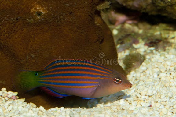 Six Line Wrasse stock image. Image of coral, wrasse, water - 16424035
