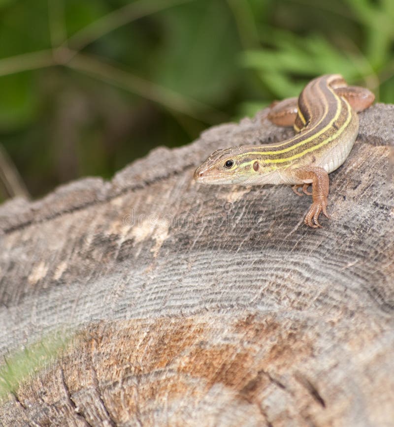 Six-lined Racerunner Lizard Stock Image - Image of legs, single: 6018983