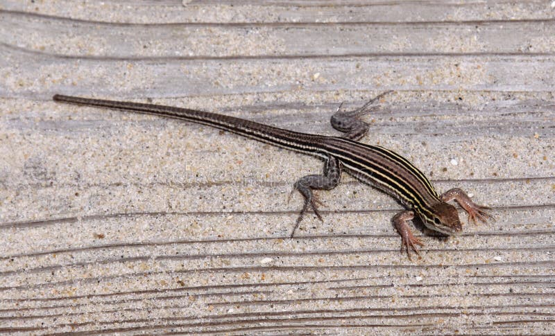Six-lined Racerunner Lizard Stock Image - Image of legs, single: 6018983