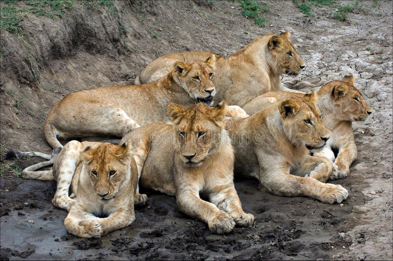 Six lions. stock image. Image of five, light, beautiful - 16145791