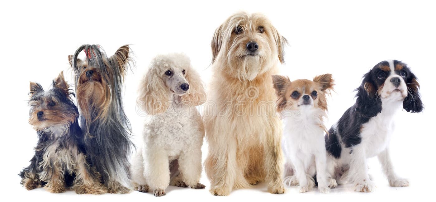 643 Six Dogs Stock Photos - Free & Royalty-Free Stock Photos from ...