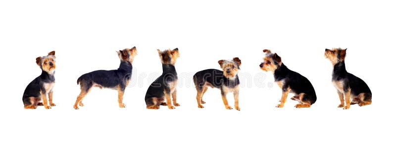 Six little dogs stock photo. Image of york, purebred - 190756286