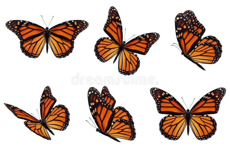 Six monarch butterfly stock illustration. Illustration of animal ...