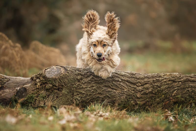 Six Month Old Cocker Spaniel Jumping Over a Fallen Tree Log in the ...