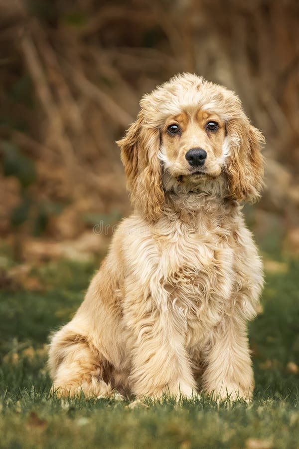 Six Month Old Cocker Spaniel Puppy in an Autumnal Fall Pose in Portrait ...