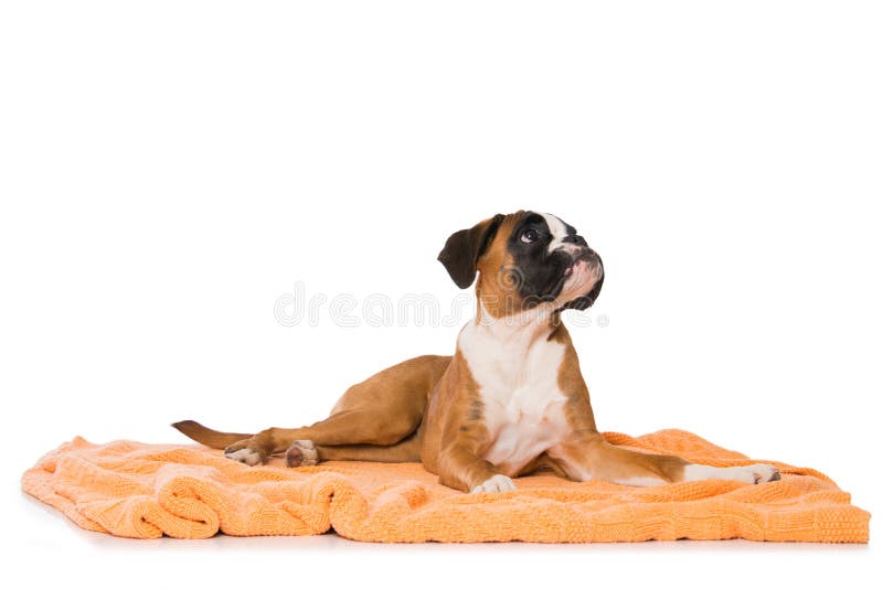 Young Boxer Dog on White Background Stock Image - Image of witty ...