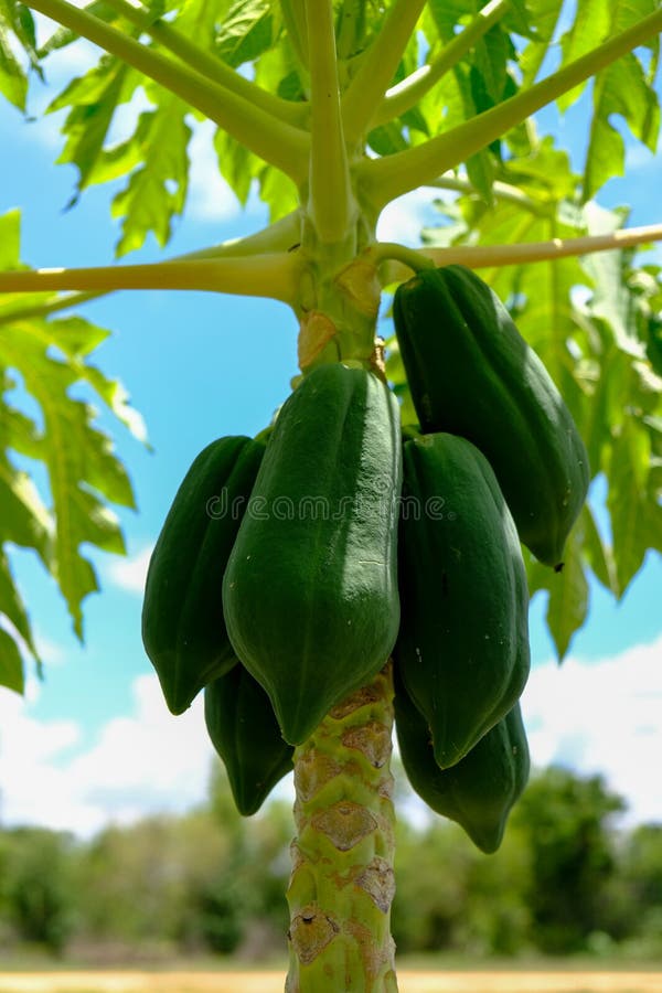 Six Papaya on a Green Papaya Tree Stock Image - Image of tree, green ...