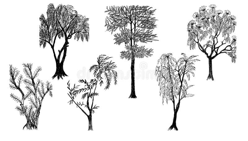 Six Pen-and-ink Illustrations of Trees in Diverse Shapes Stock ...