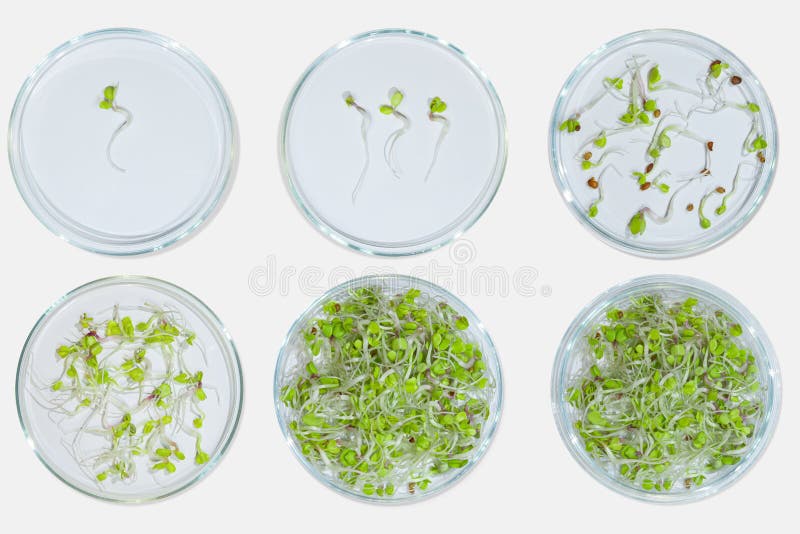 Petri Dishes with Various Germinated Seedlings. Laboratory Research ...