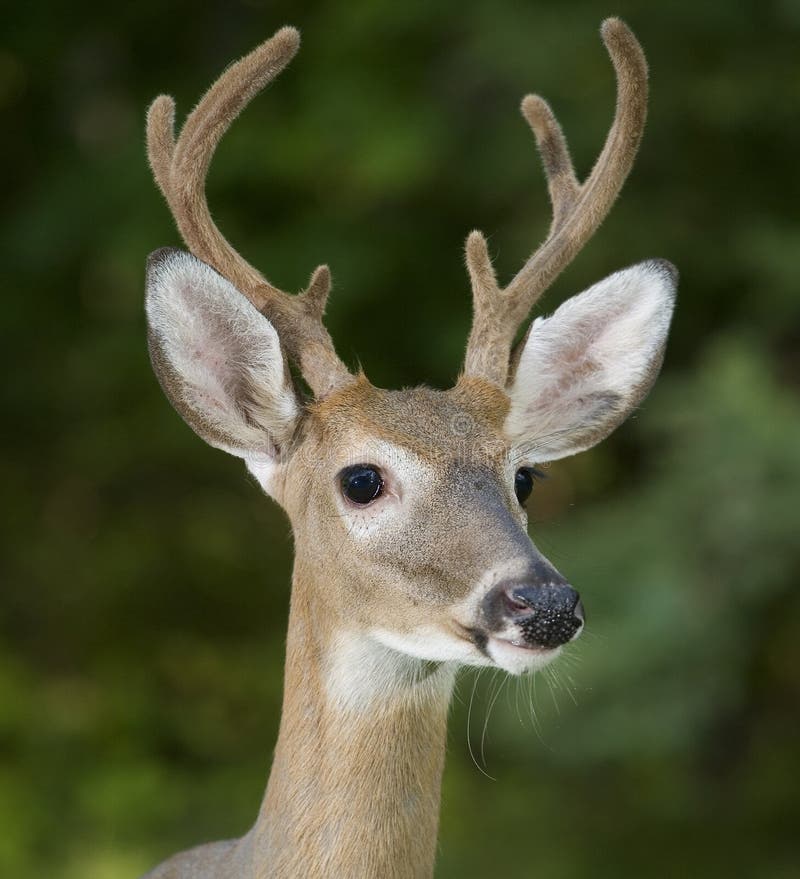 Six Point Buck stock image. Image of buck, wary, alert - 3284843 Six Point Buck stock image. Image of buck, wary, alert - 3284843