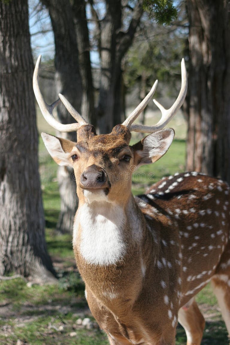 Big Beautiful Six Point Buck Stock Photos - Free & Royalty-Free Stock ...