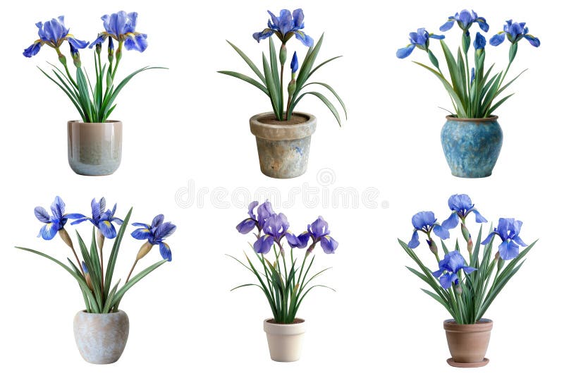 Six Potted Blue Irises with Various Pot Styles Stock Image ...