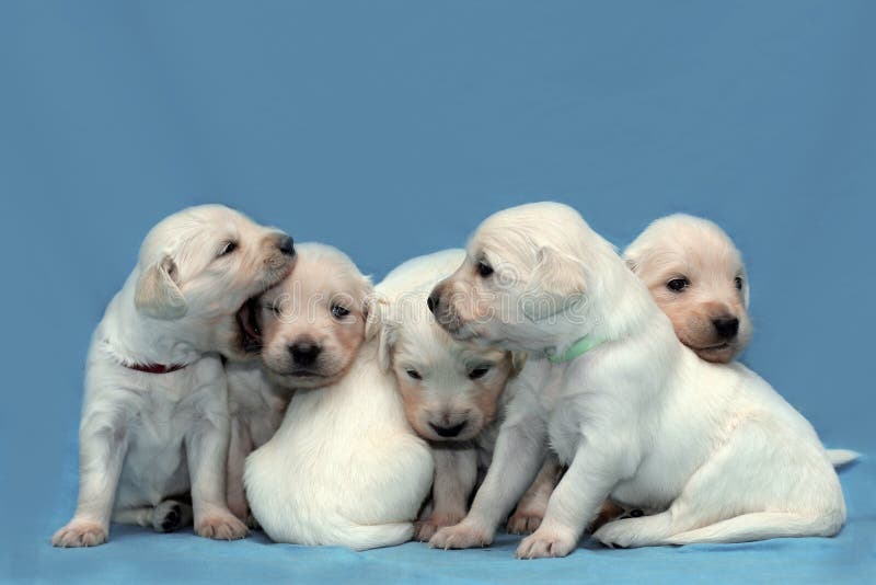 Six puppies stock photo. Image of pets, puppies, puppy - 19143624