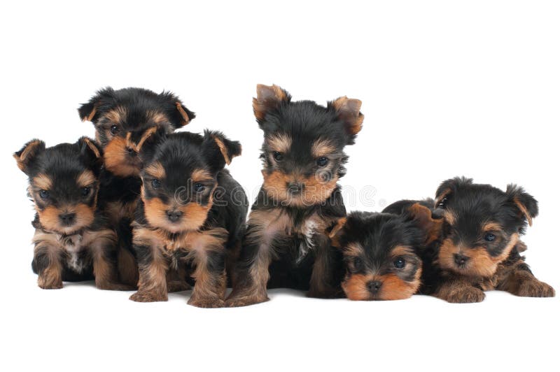 Six puppies stock photo. Image of precious, brown, lovely - 32338804