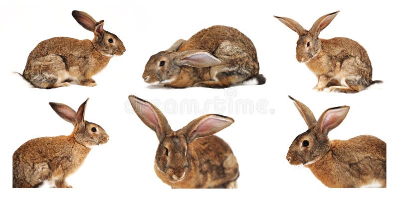 Group of rabbits in a row stock image. Image of brown - 16904315