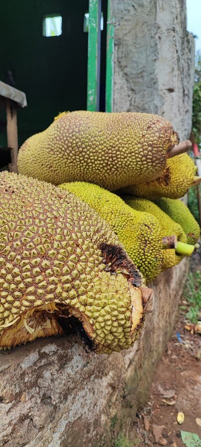 Six Ripe Jackfruit stock image. Image of five, like - 298239961