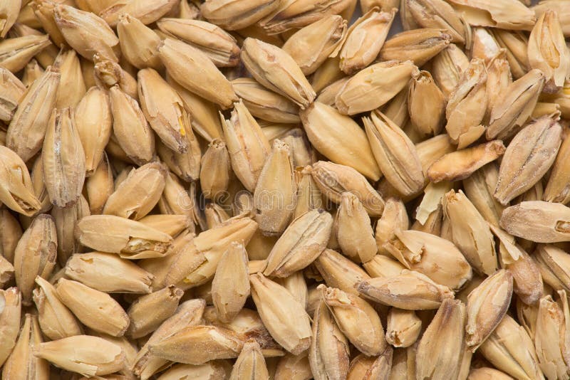 Six Row Malt Grains stock image. Image of malt, grains - 200711409