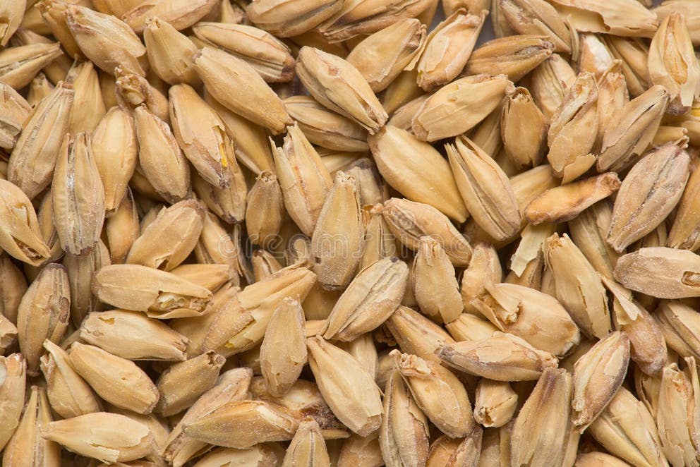 Six Row Malt Grains stock image. Image of malt, grains - 200711409