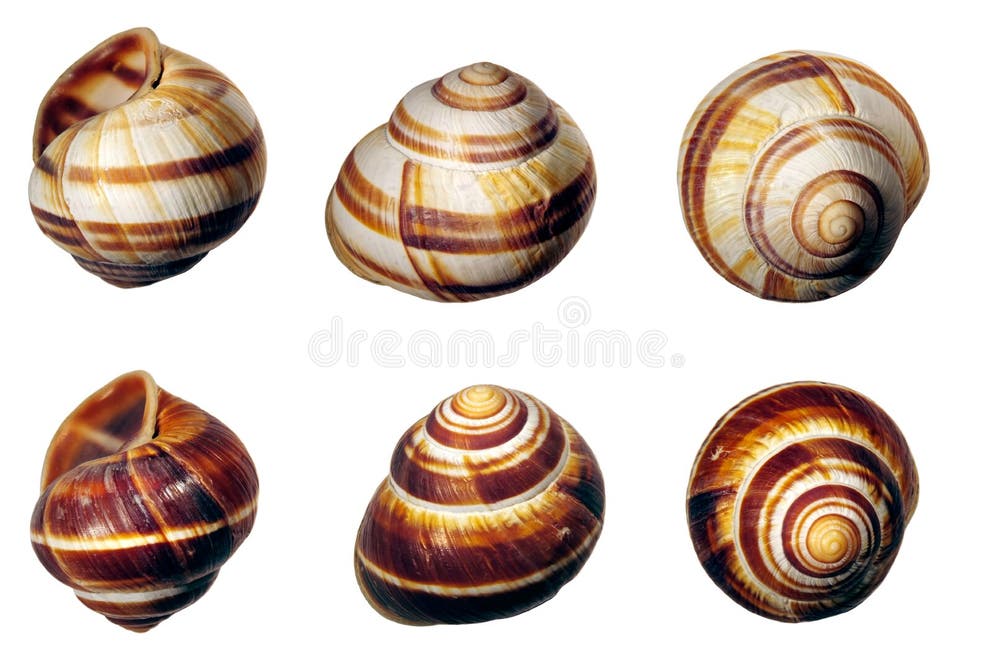 Six shells samples stock photo. Image of color, colorful - 20278202
