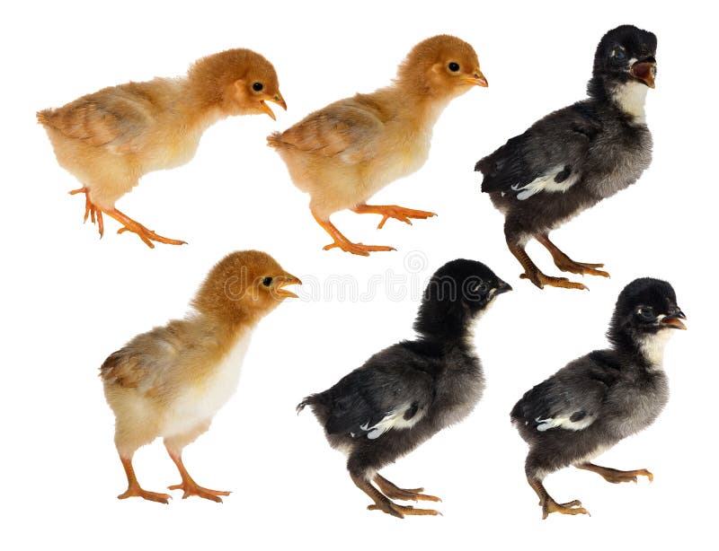 Six Chickens Photos - Free & Royalty-Free Stock Photos from Dreamstime