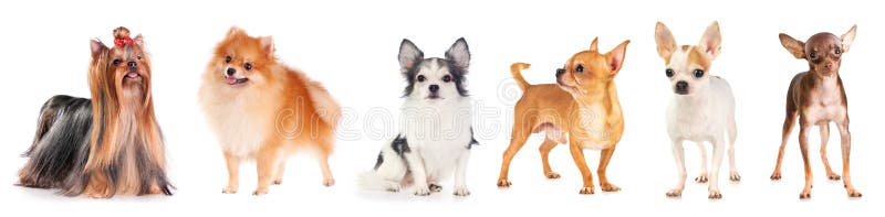 Group of Small Dogs and a Cat Stock Image - Image of fauna, apricot ...