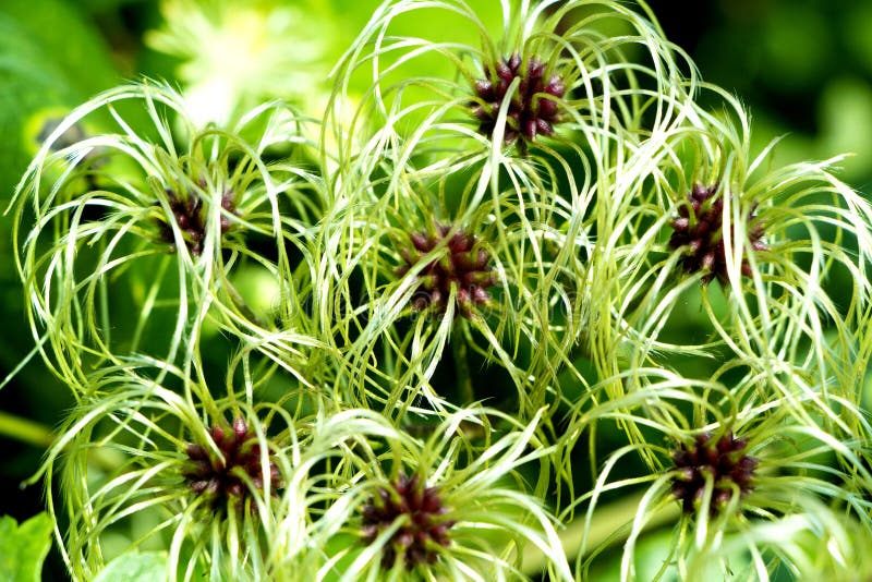 Small Flowers with Strings stock photo. Image of design - 100741792