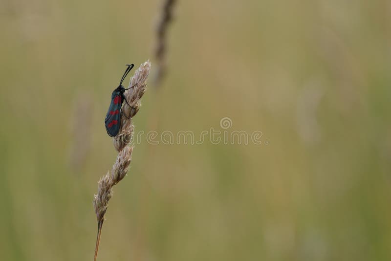 Six Spot Burnet Moth Resting on a Plant Stock Photo - Image of moth ...