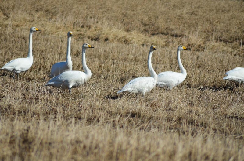 Swans on field stock photo. Image of bird, birds, swans - 107254972