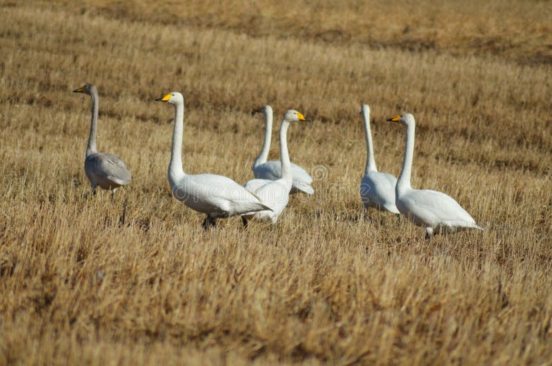 Swans on field stock photo. Image of wildlife, white - 107255410