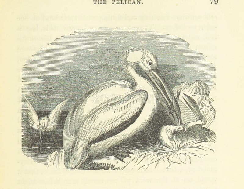 British Library Digitised Image From Page 107 Of "Six Thousand Years ...