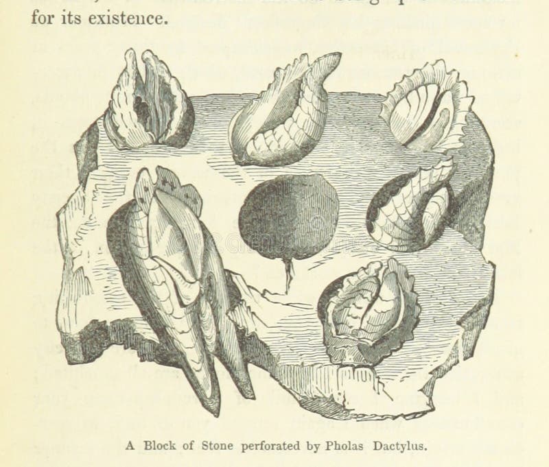 British Library Digitised Image From Page 71 Of "Six Thousand Years Ago ...