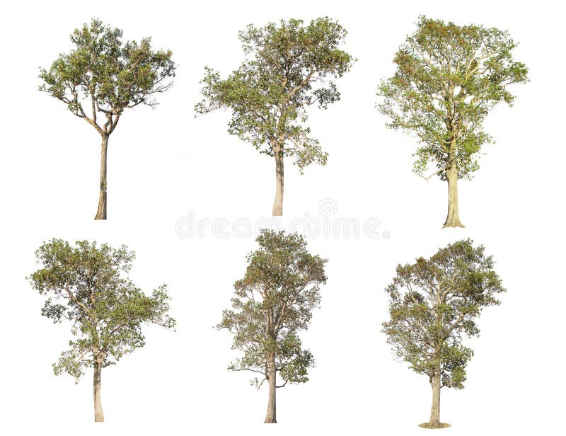 Six Tree on a White Background. Stock Image - Image of foliage, forest ...